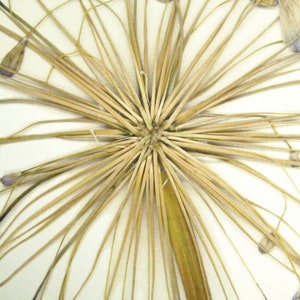 Agapanthus Print; Pressed Flower Print of Original Herbarium Art Purple ...