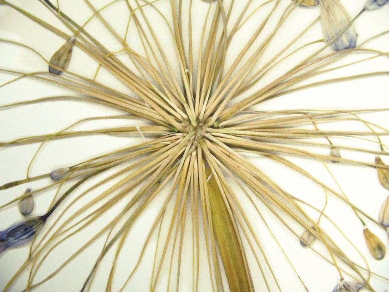 Agapanthus Print Pressed Flower Print of Original Herbarium | Etsy
