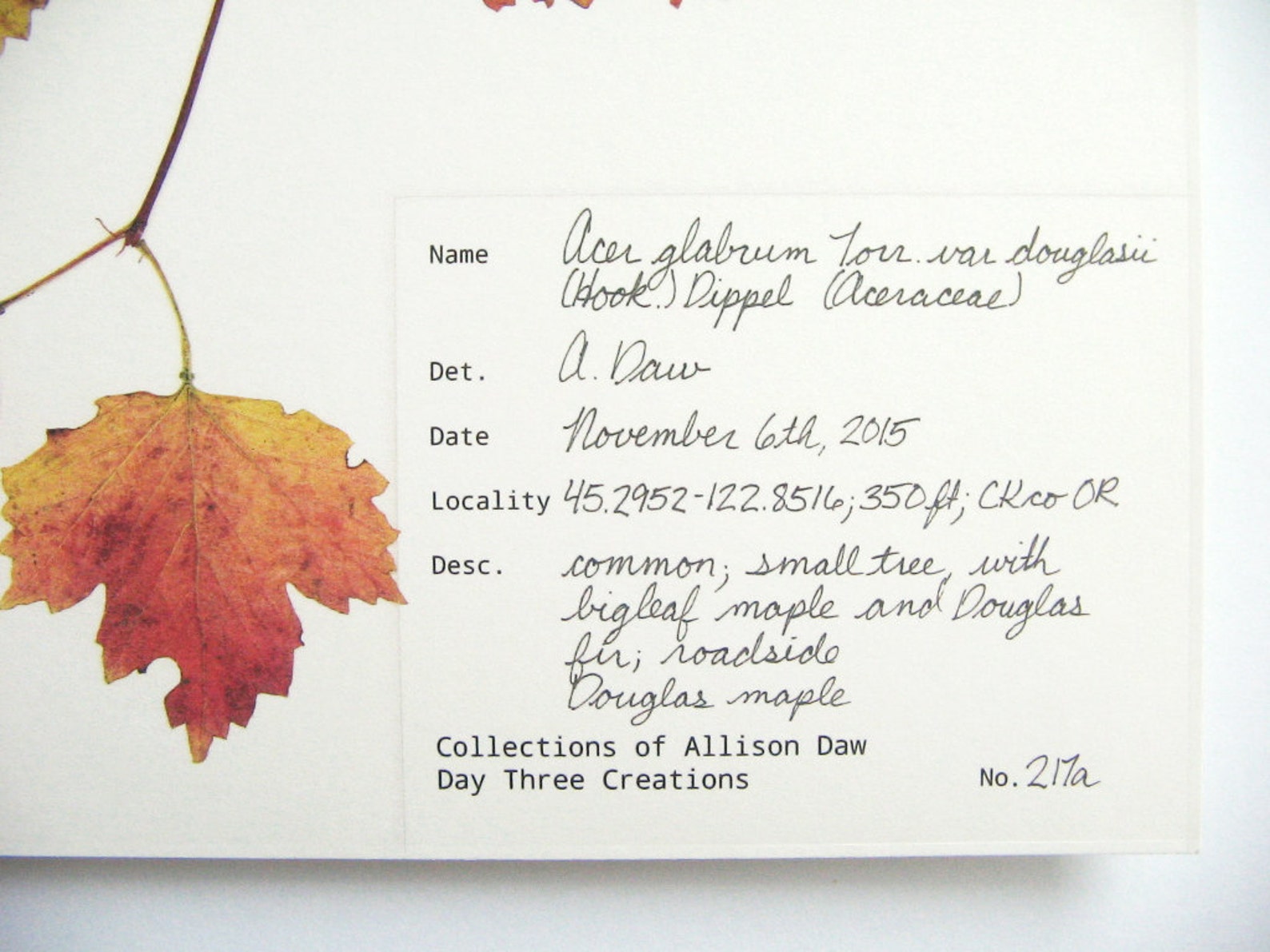 Fall Maple Leaves Print Set; Fall Decor Botanical Print Pressed Leaves ...