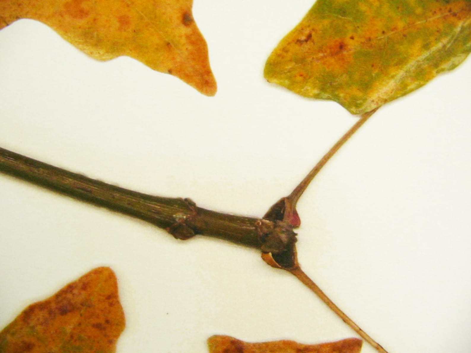 Bigleaf Maple Print; Pressed Leaves Fall Maple Leaves Pressed Plant Art ...