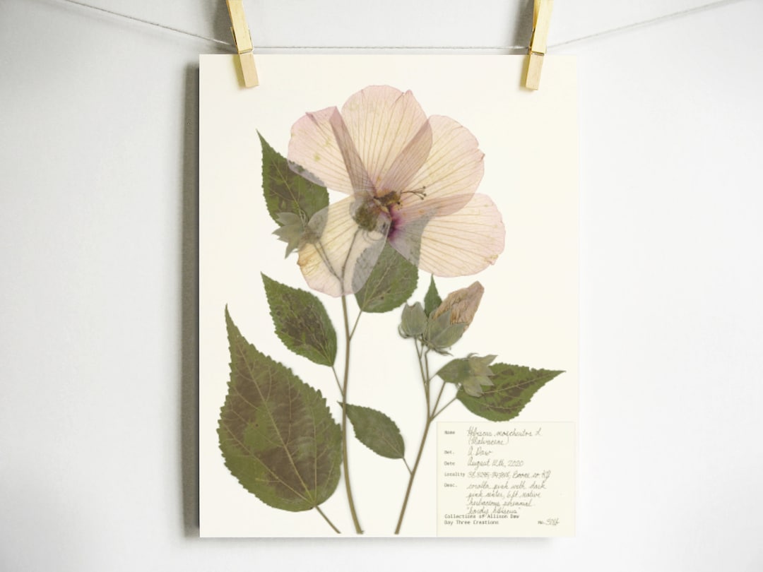 Hibiscus Print; Pressed Botanical Art Pink Flower Art for Girl Nursery ...