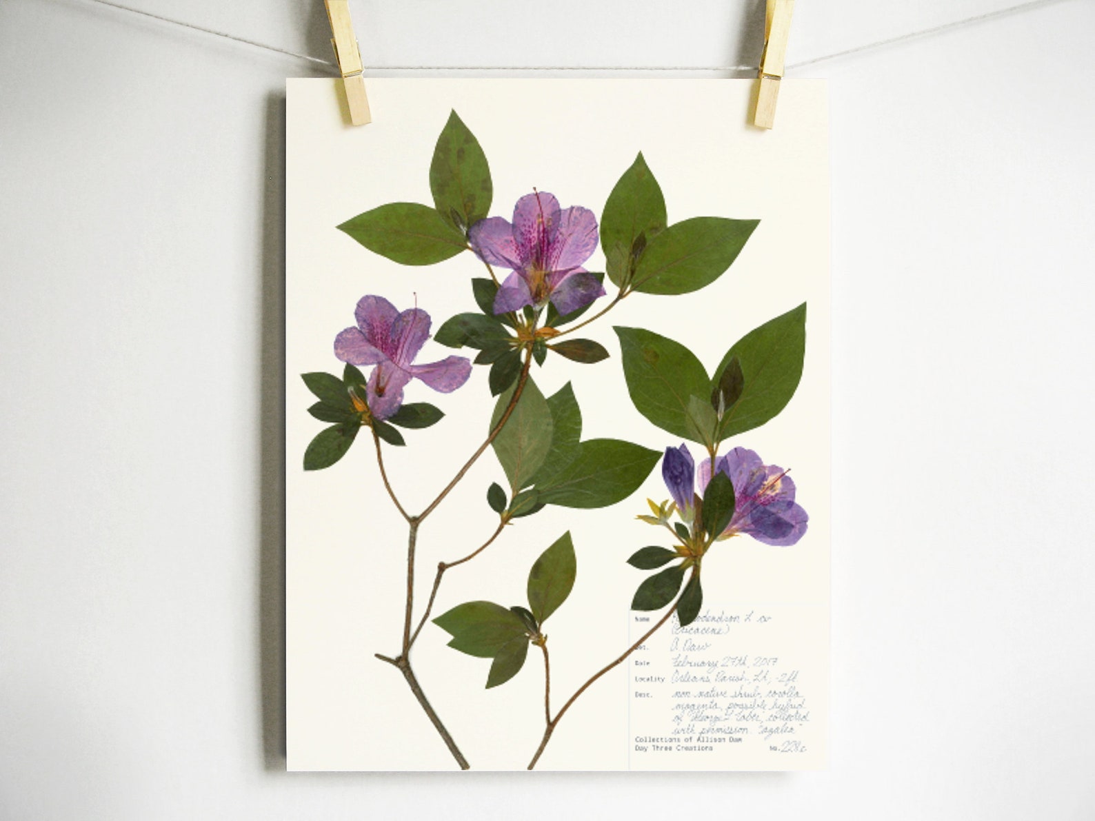 Azalea Print Pressed Flower Wall Art Plant Print Purple | Etsy