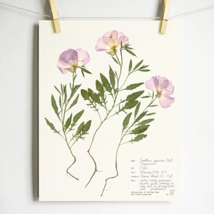 Evening Primrose Print; Plant Art Pressed Flower Print Floral Nursery ...