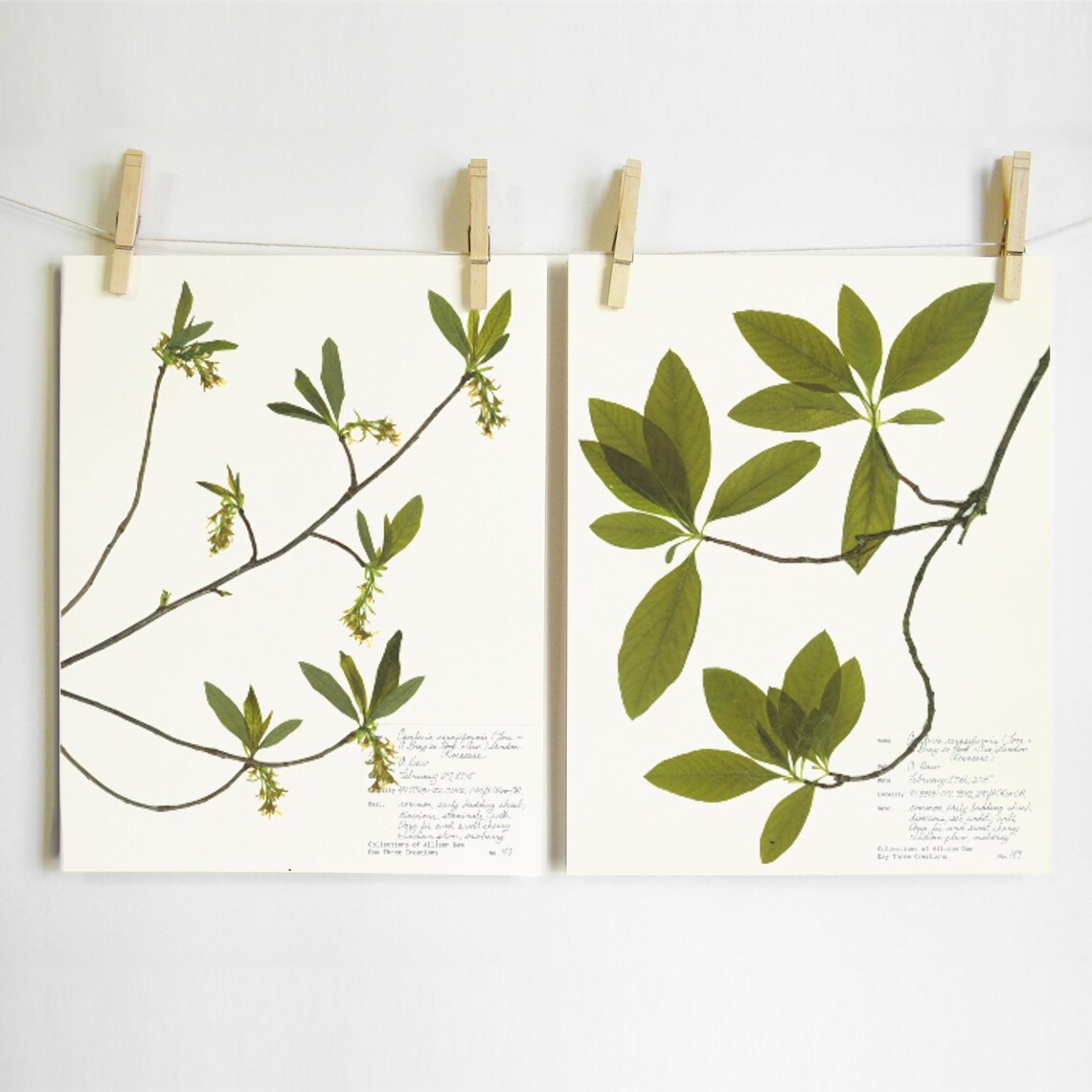Indian Plum Tree Print Set of 2; Farmhouse Wall Art Pressed Leaf Art ...