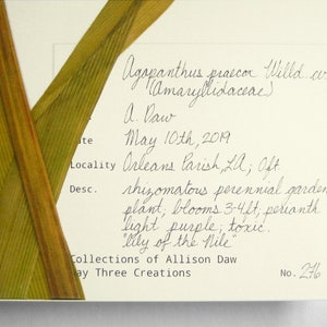 Agapanthus Print; Pressed Flower Print of Original Herbarium Art Purple ...