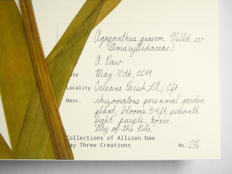 Agapanthus Print Pressed Flower Print of Original Herbarium | Etsy