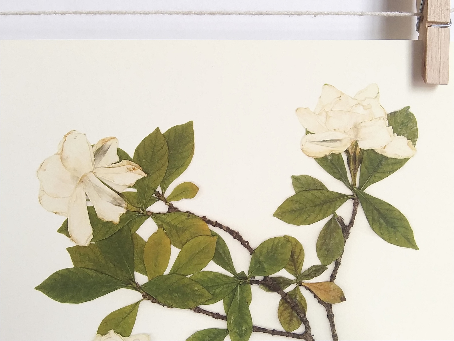 Gardenia Print; Pressed Plant Print Southern Flowers Wall Art Neutral ...