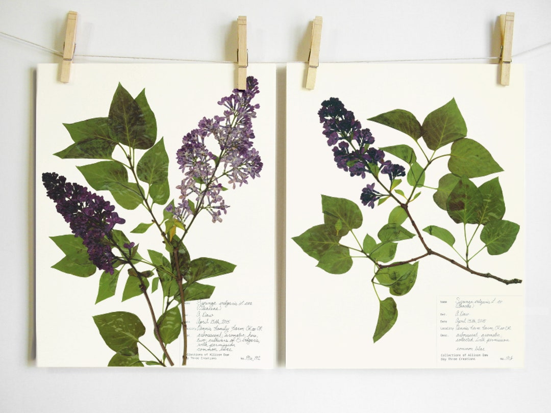 Lilac Print Set Pressed Plant Art Purple Flower Home Décor - Etsy