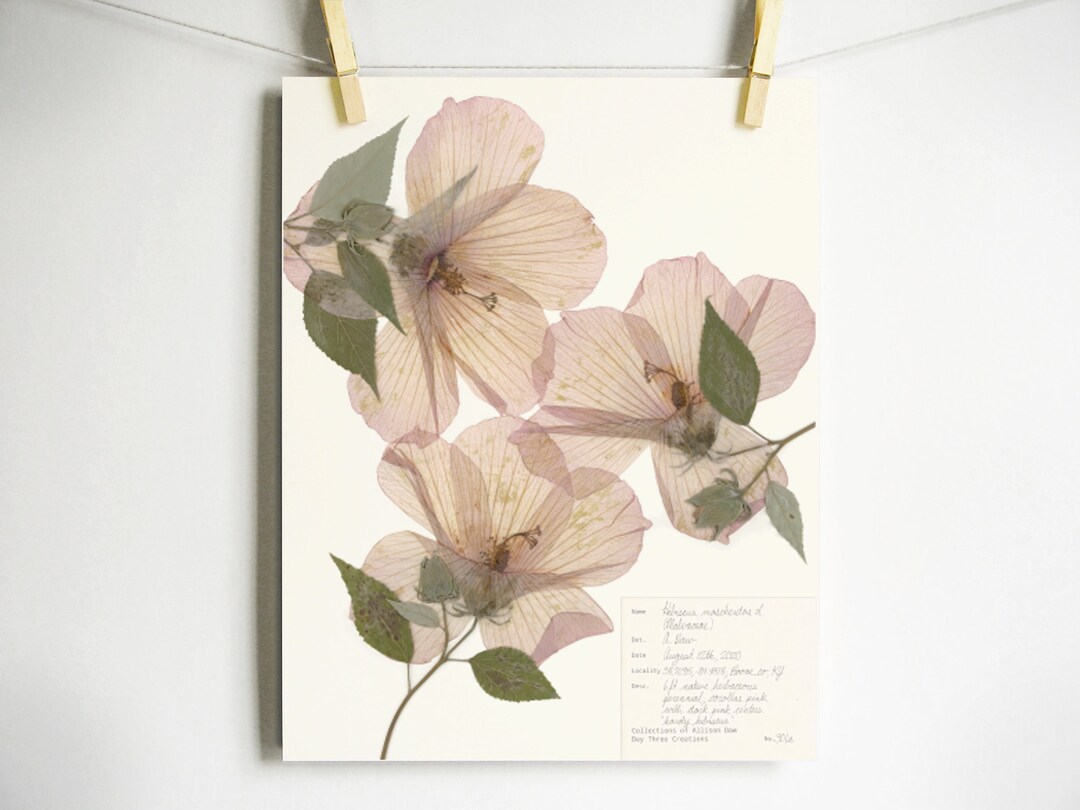 Hibiscus Print; Pressed Flower Print Pink Wildflower Art for Girl ...