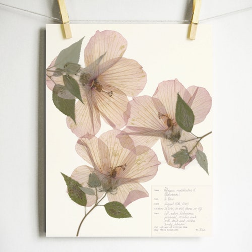 Hibiscus Print Pressed Flower Print Pink Wildflower Art for - Etsy