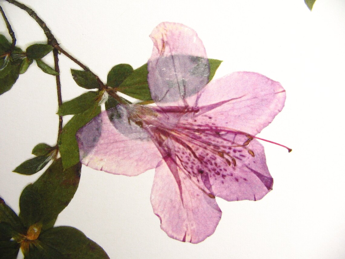 Azalea Print Pressed Flower Decor Pink and Green Wall Art | Etsy