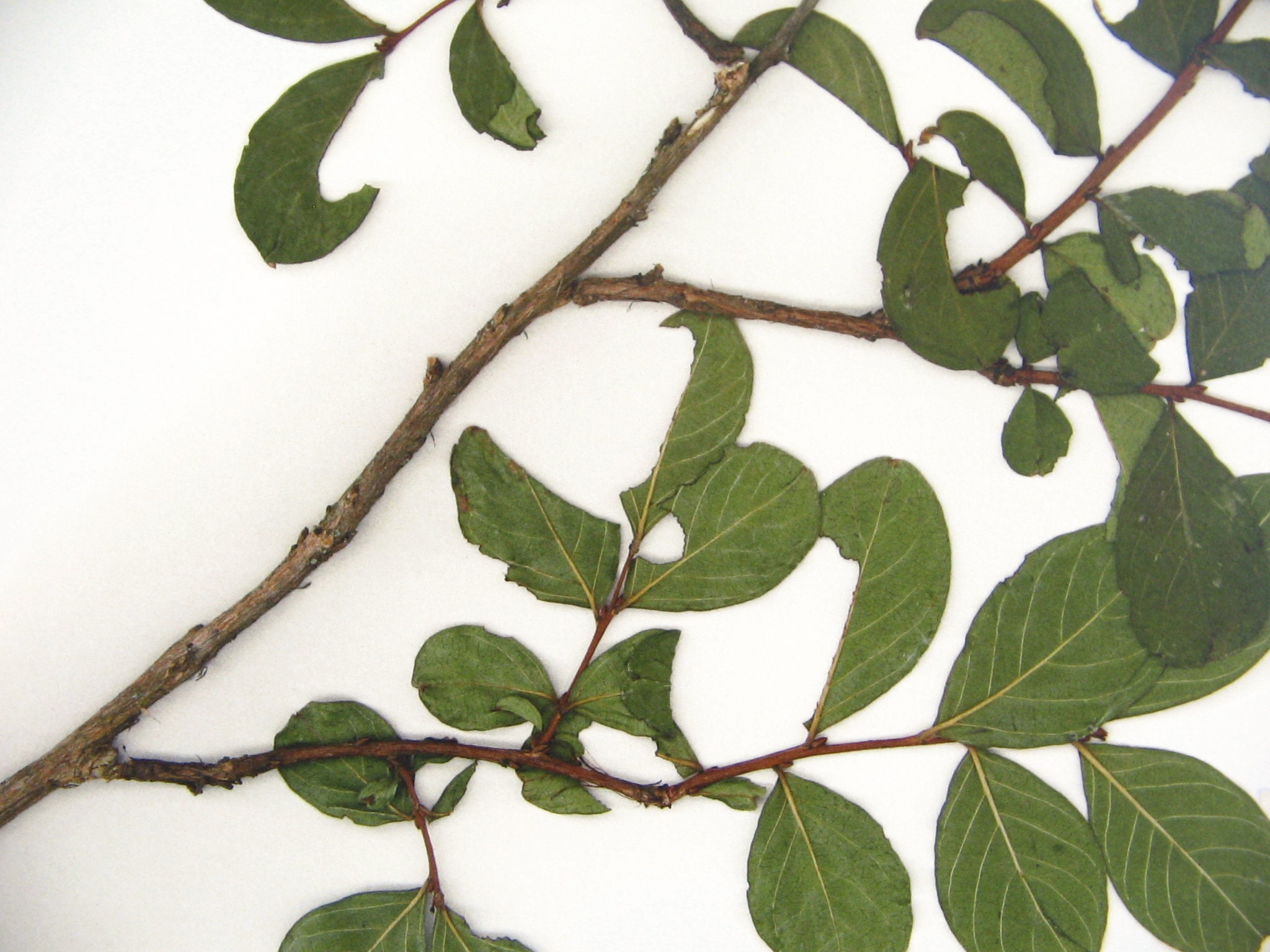 Crape Myrtle Print; Pressed Plant Art Print Mom Gift Southern Flower ...