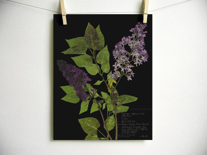 Lilac Print; Pressed Flower Print Purple Flowers Art Lilac Art Gift for ...