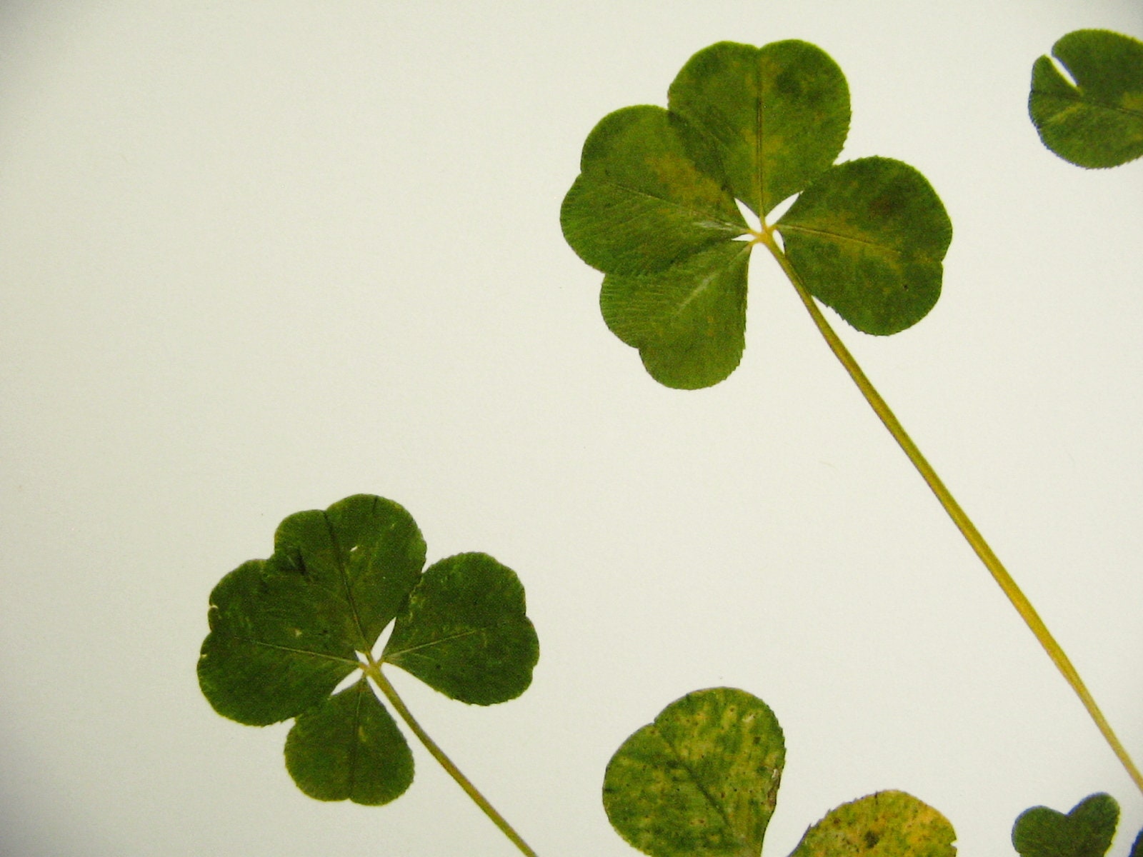 Double Four Leaf Clover Print Pressed Clover Herbarium Print - Etsy UK