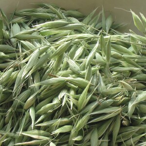 Milky Oat Tops...tea Herbs...organic Herbs...permaculture Grown...maine ...