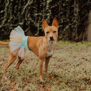 Large Dog Tutu Skirt Small Dog Tutu Tropical Dog Skirt Dog | Etsy
