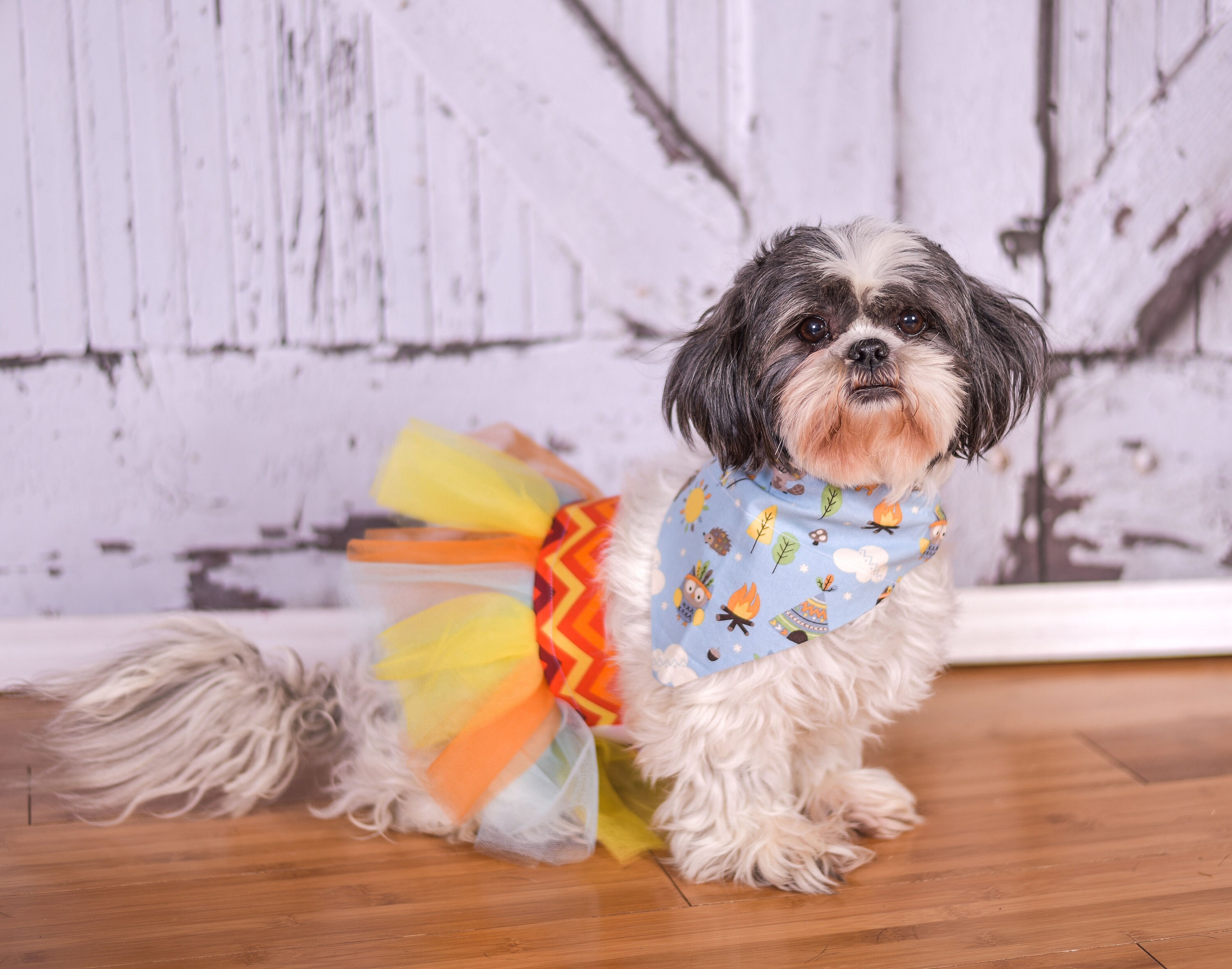 Thanksgiving Dog Skirt Fall Dog Costume Small Dog Tutu | Etsy