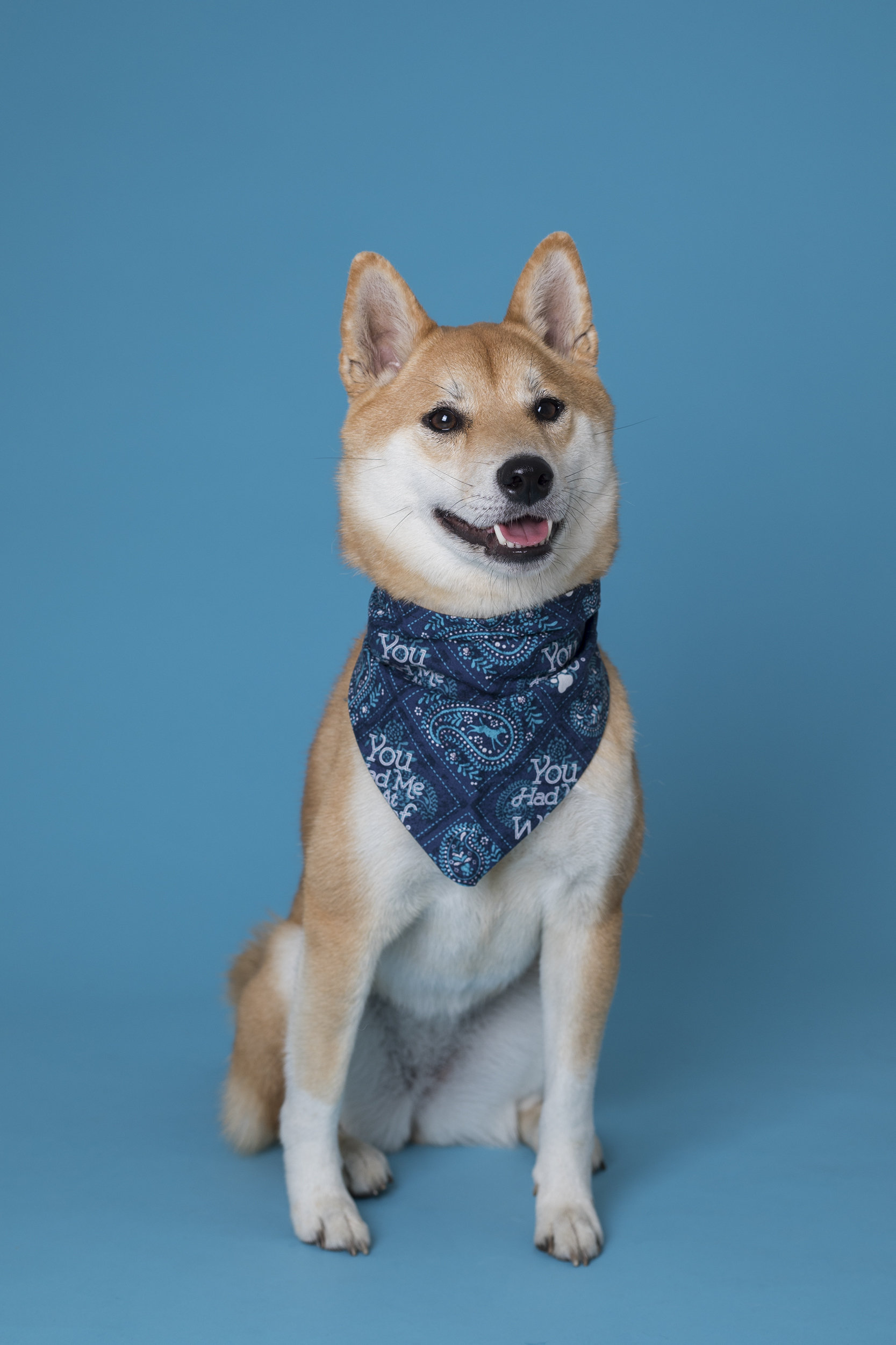 School Dog Bandana Science Dog Collar Bandana Chemistry Dog | Etsy