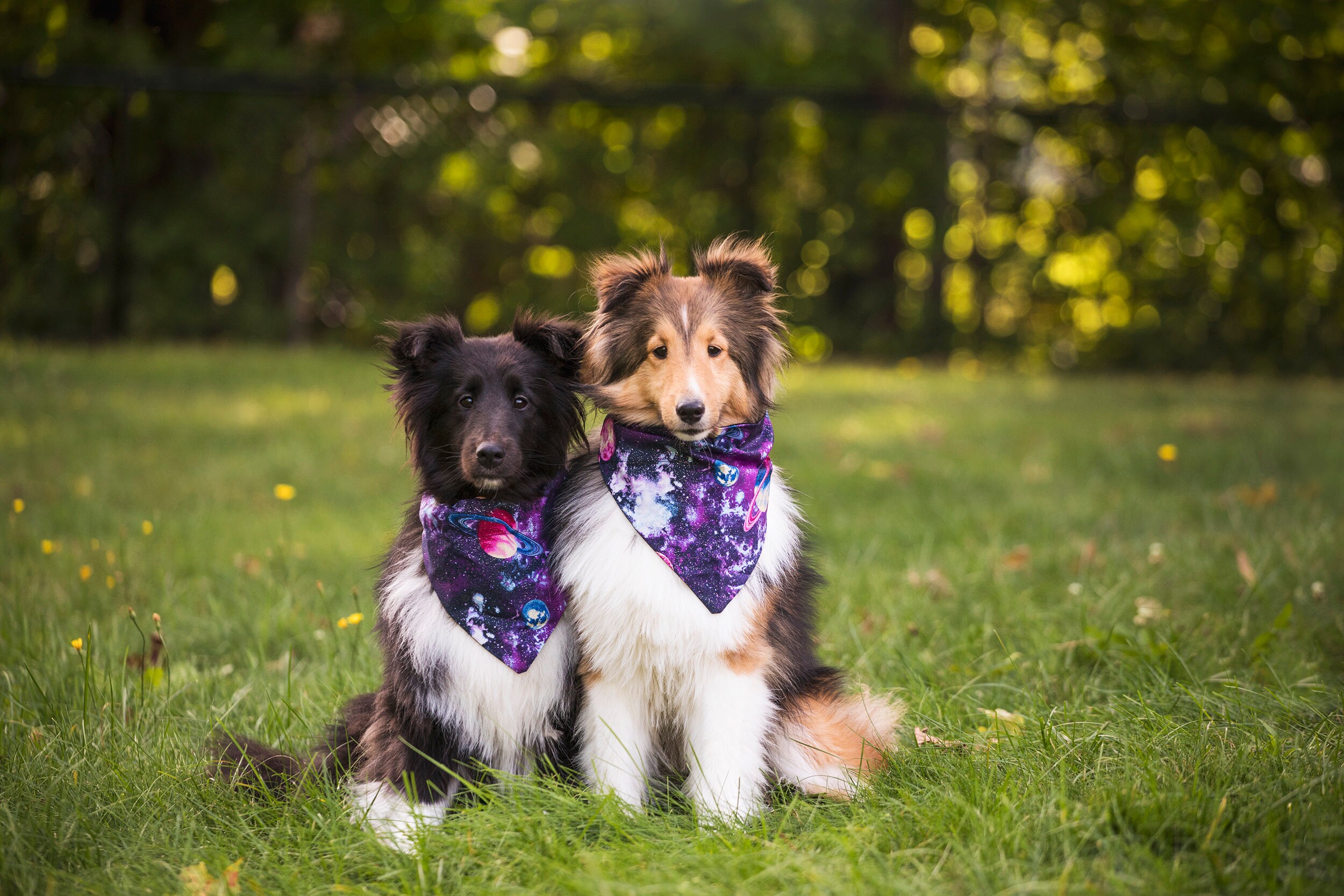 School Dog Bandana Science Dog Collar Bandana Chemistry Dog | Etsy