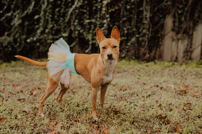 Fire Dog Skirt Small Dog Tutu Large Dog Tutu Dress Flames - Etsy