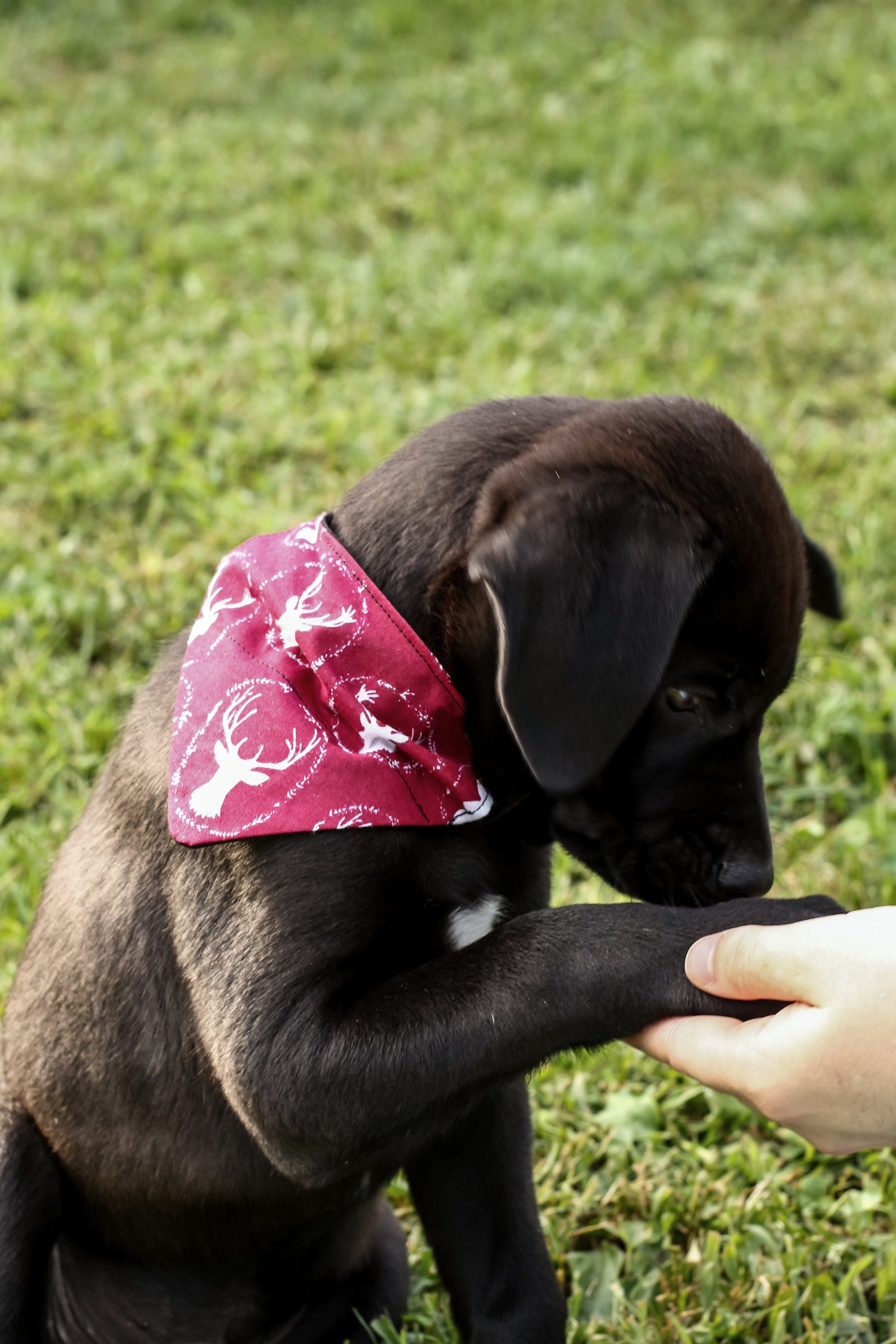 Blue Camo Dog Bandanna Country Rustic Dog Collar Bandana - Etsy