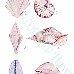 Seashells,shell Wall Decal,individual Shell Wall Decal,shell ...