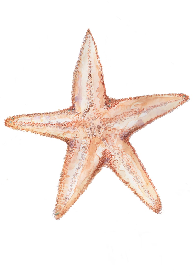 Starfish Wall Decalstarfish Sticker Nautical Nursery - Etsy UK