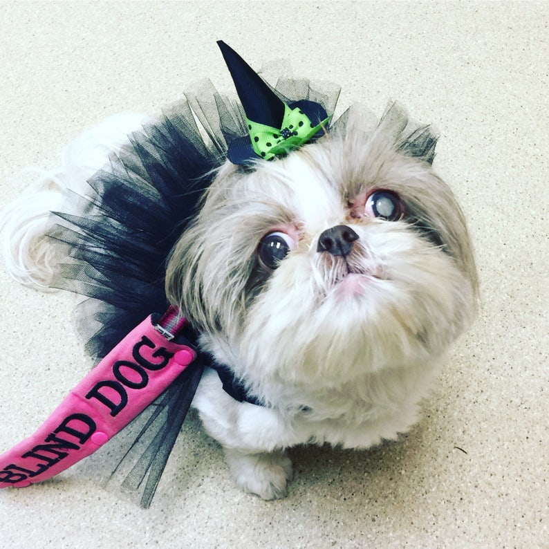 The Winifred // Halloween Dog Harness Dress - Etsy