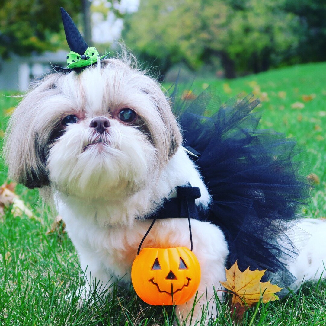 The Winifred // Halloween Dog Harness Dress - Etsy