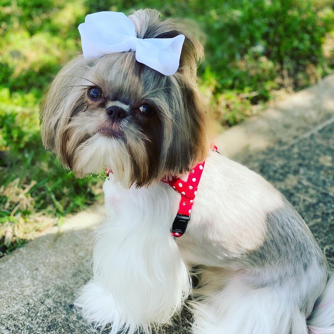The Plain Jane // Simple Dog Harness, Easy on Dog Harness, Slip on Dog ...