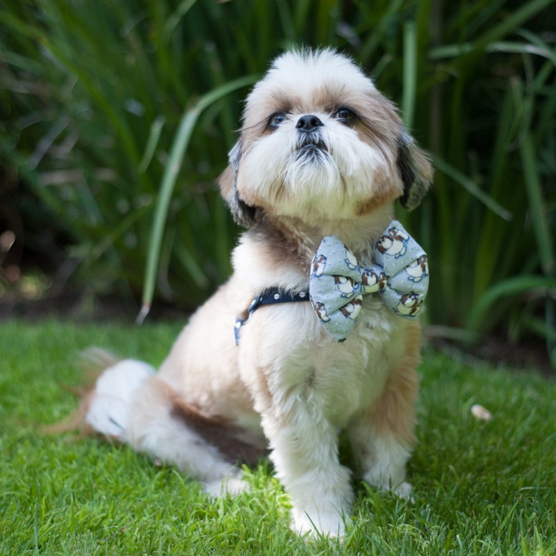 Dog Bow Male - Etsy