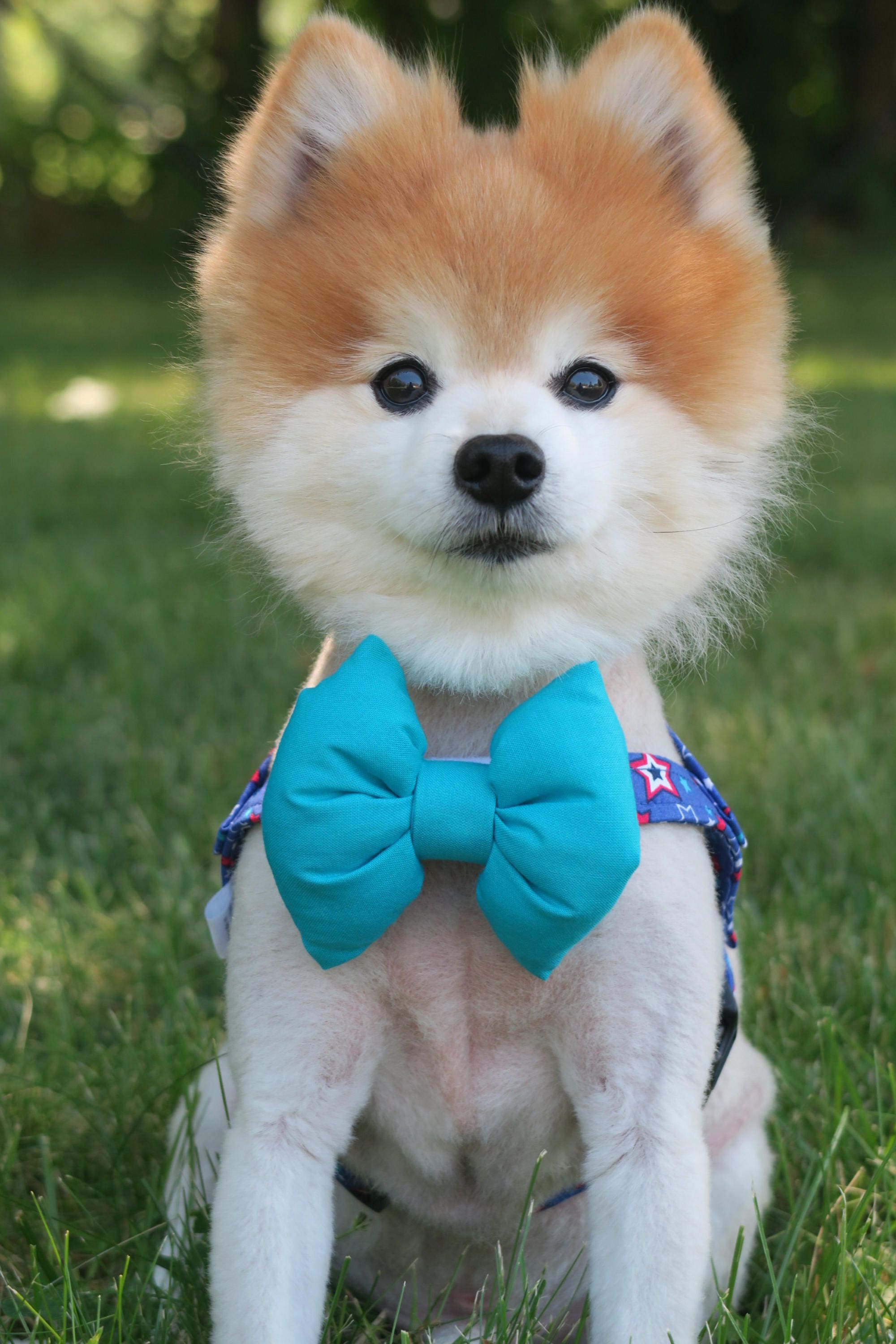 The Mason // Dog Harness male harness easy on dog harness | Etsy