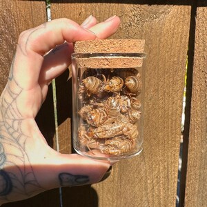 Brood X Cicada Shells Glass Corked Jar. - Etsy