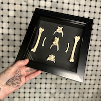 Skull Plate Shadow Box - Etsy