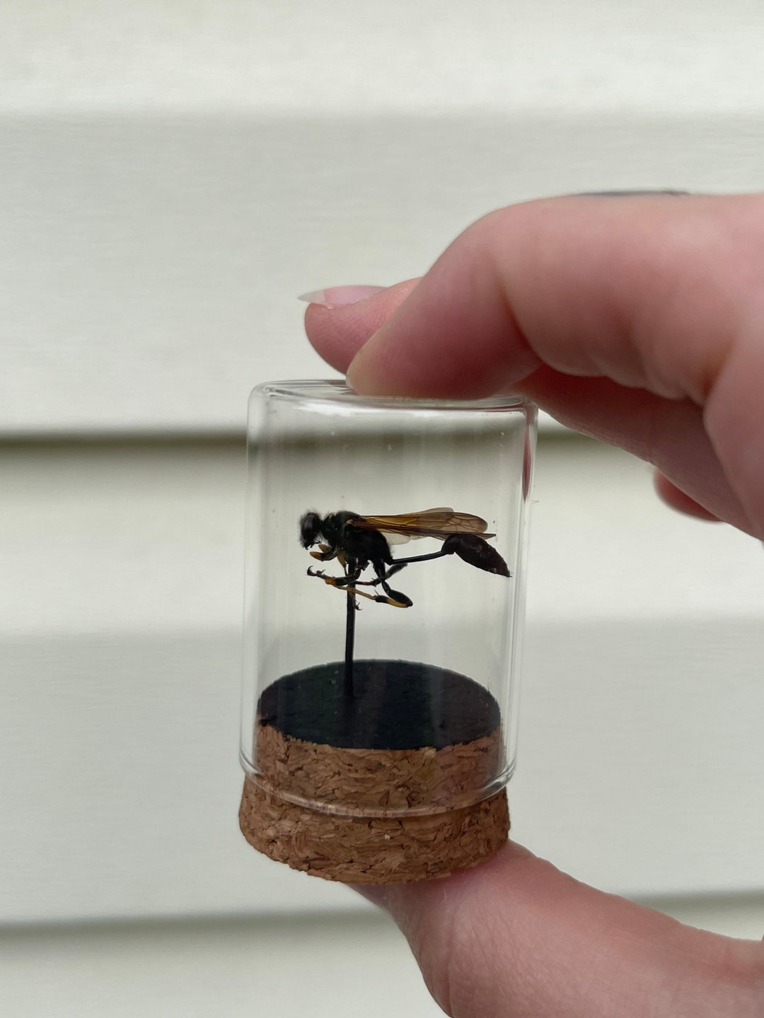 Wasp Glass Corked Jar. - Etsy