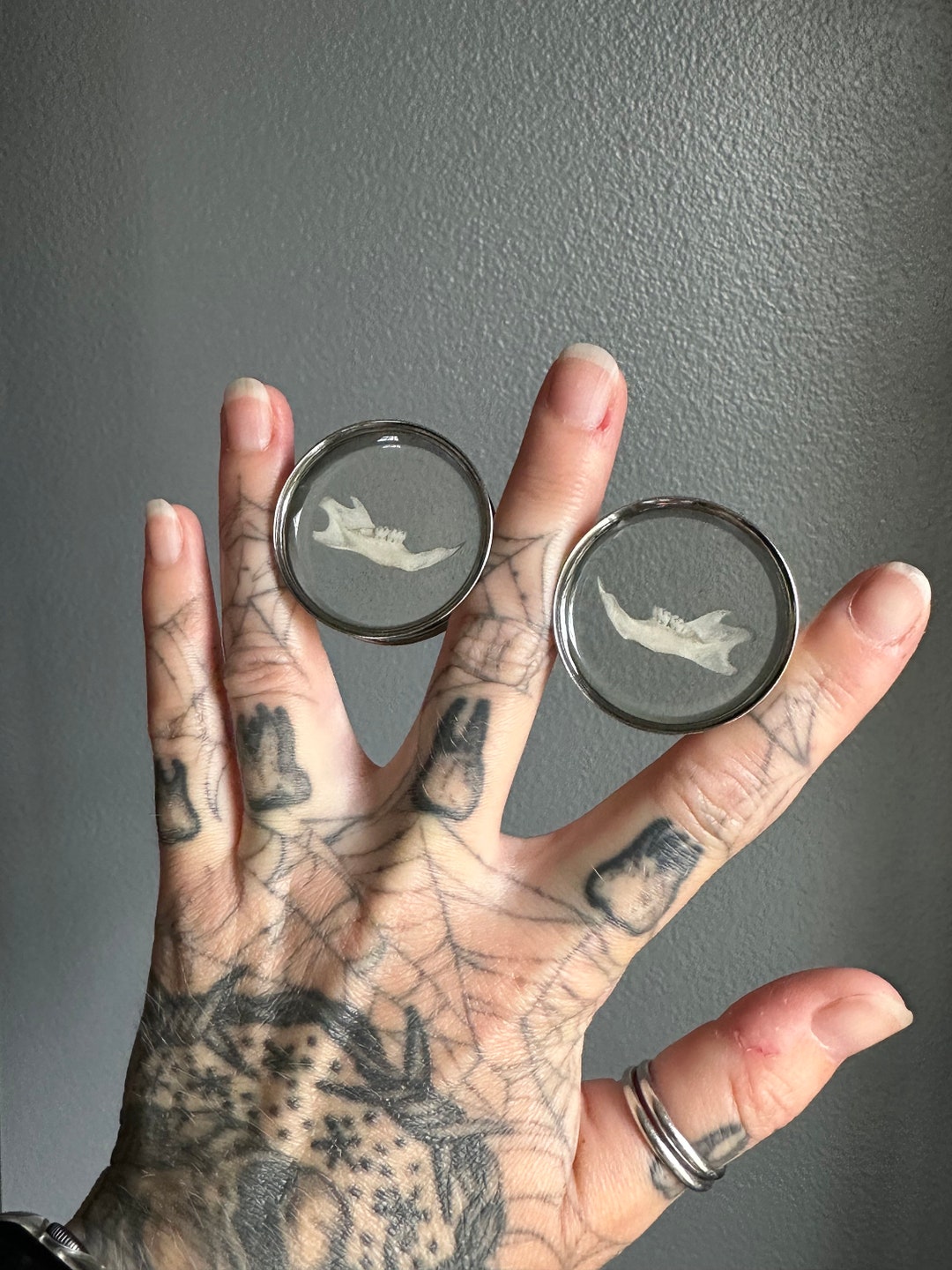 Rat Jawbone Surgical Steel Plugs Size 32mm. - Etsy