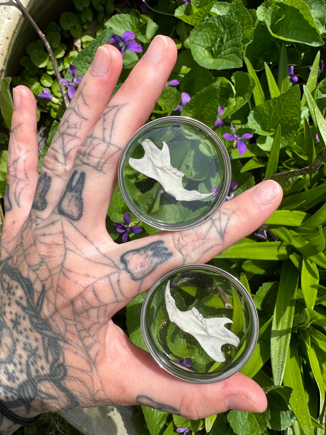 Rat Jawbone Surgical Steel Plugs Size 38mm. - Etsy