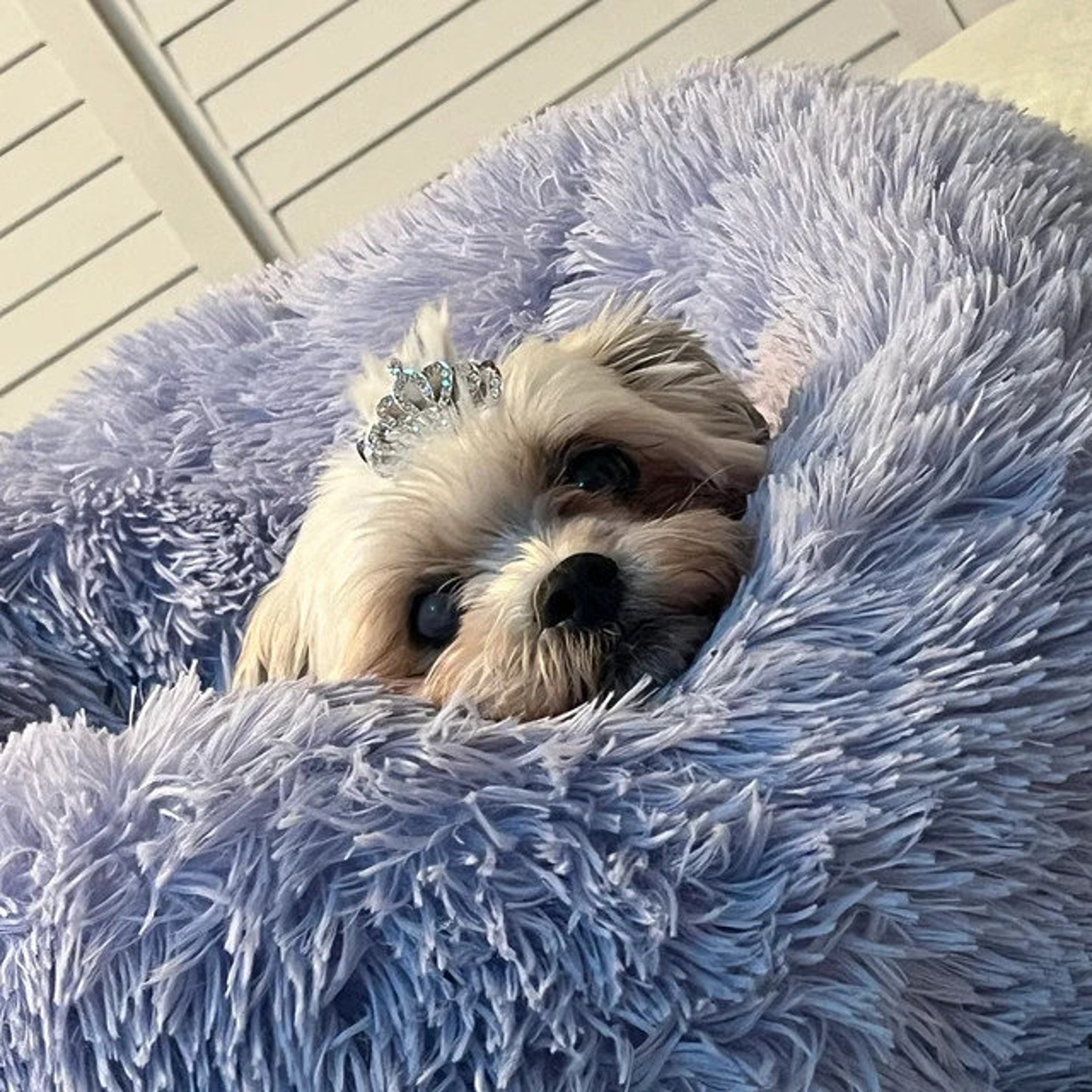 Puppy Bows dog Tiara Crown With Rhinestone Crystals Hair - Etsy