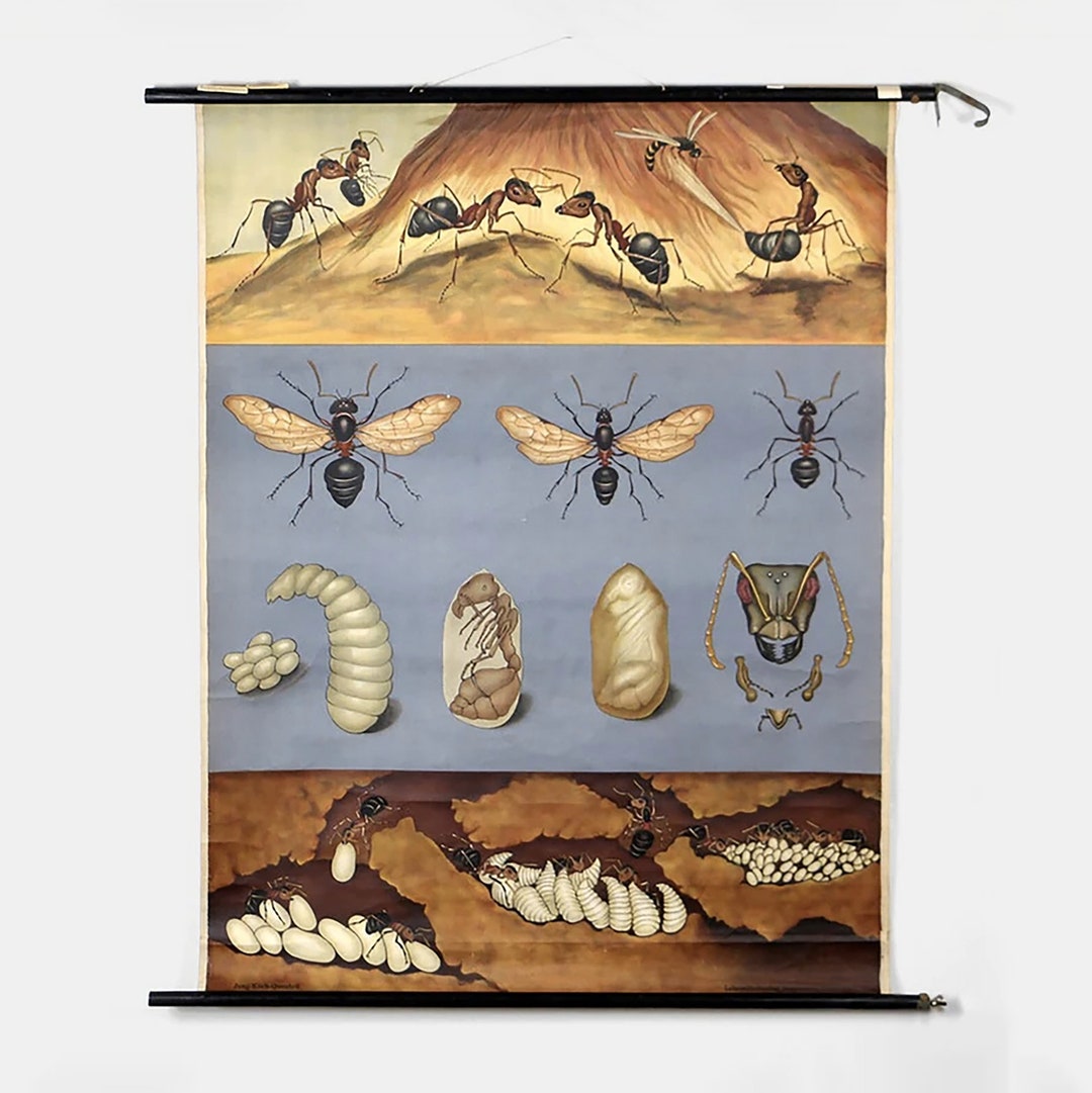 Vintage 1960s Wood Ant School Pull Down Chart by Jung Koch Quentell ...
