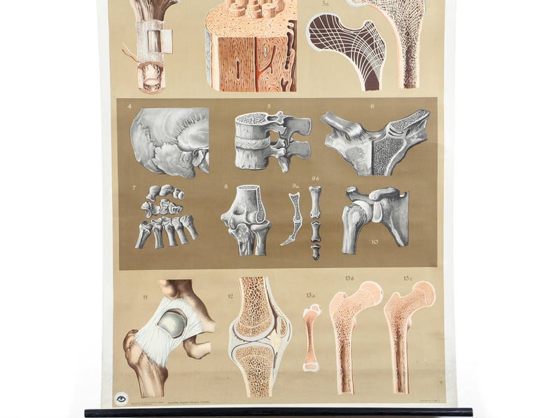 Vintage School Chart Pull Down Anatomical Wall Poster Germany 1960s ...