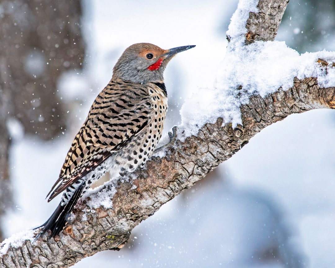 Northern Flicker in Snow 2 - Etsy