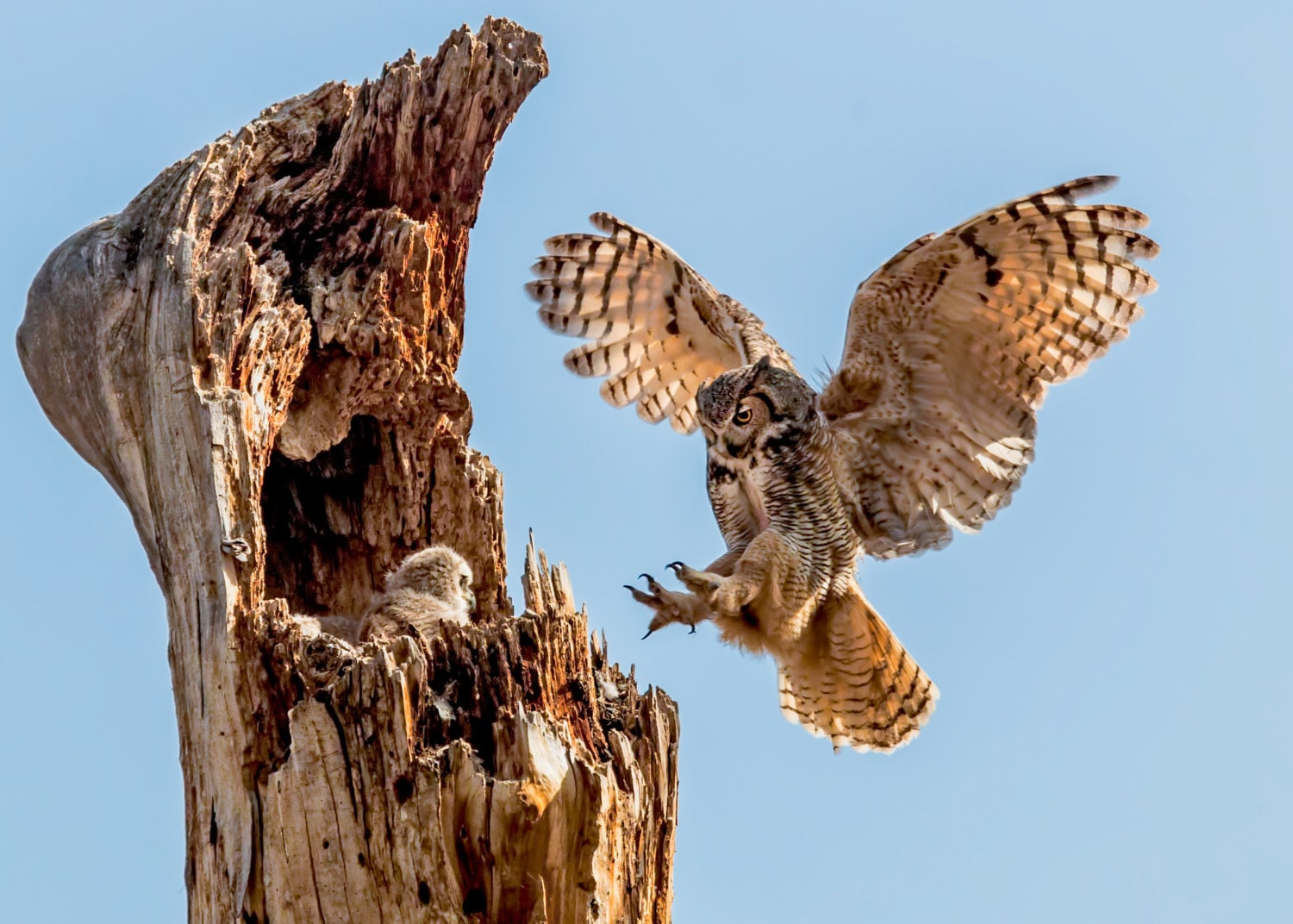 Great Horned Owl Landing