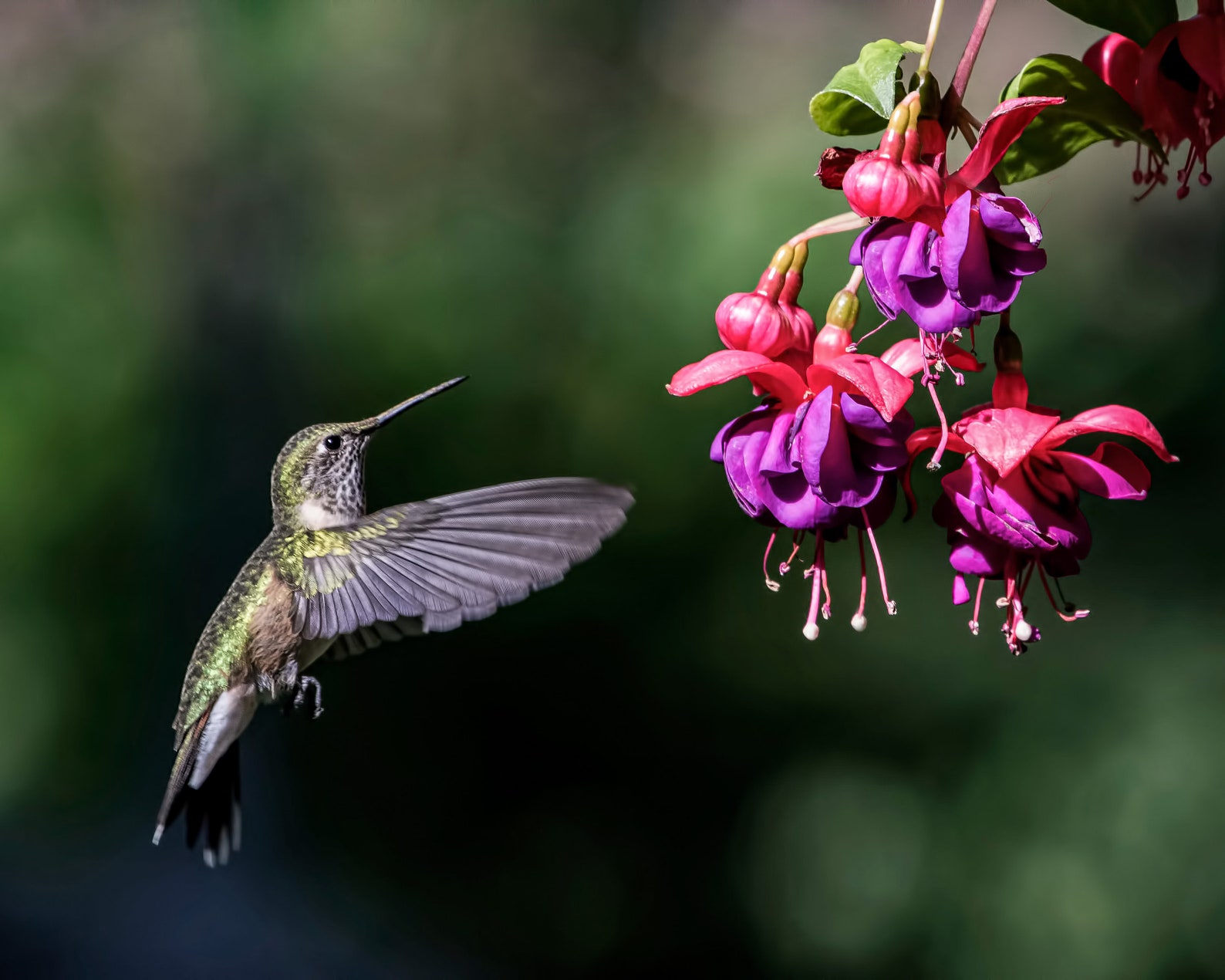 Hummingbird and Purple Fuschia - Etsy