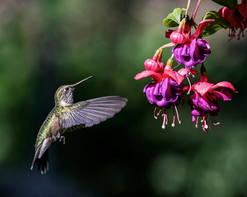 Hummingbird and Purple Fuschia - Etsy