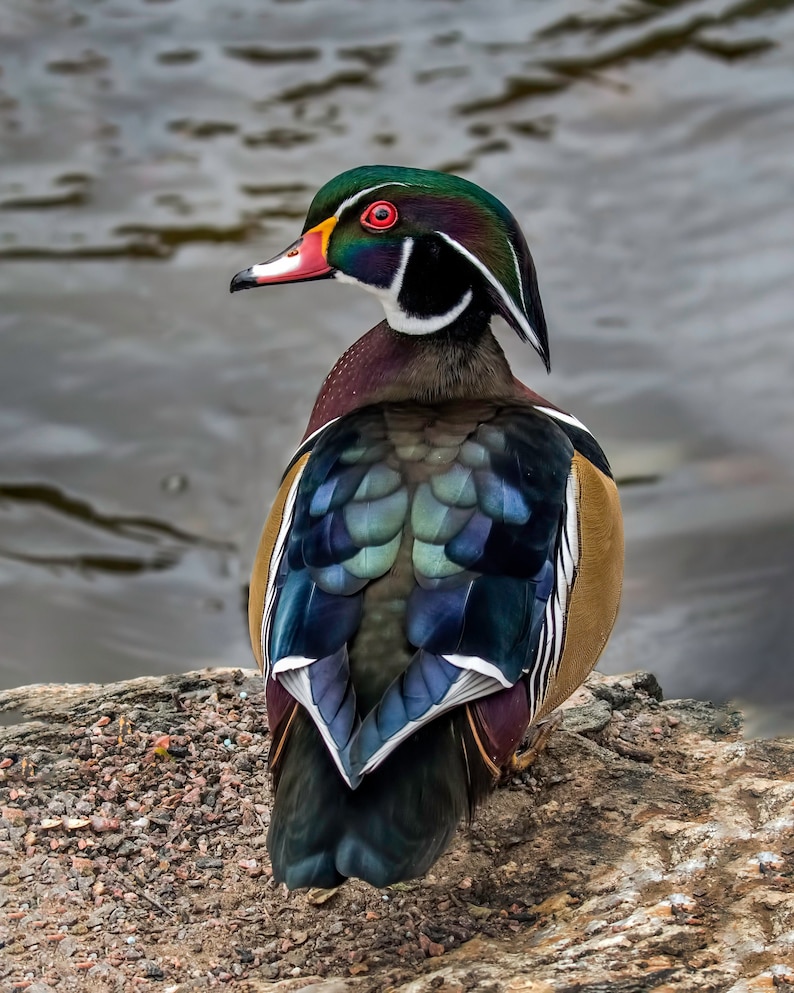 A Male Wood Duck Looks Back Over His Shoulder - Etsy