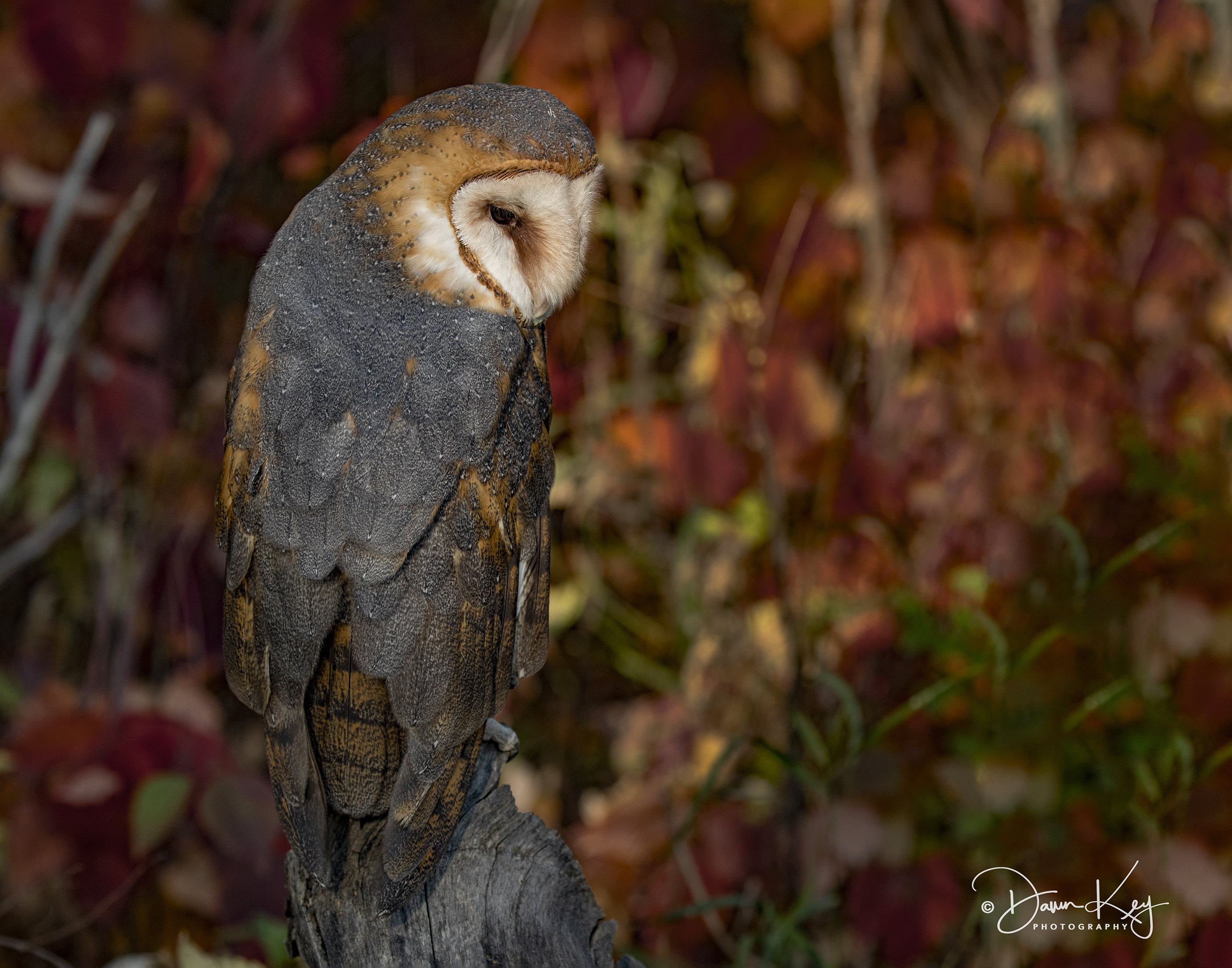 Barn Owl in Fall Colors - Etsy
