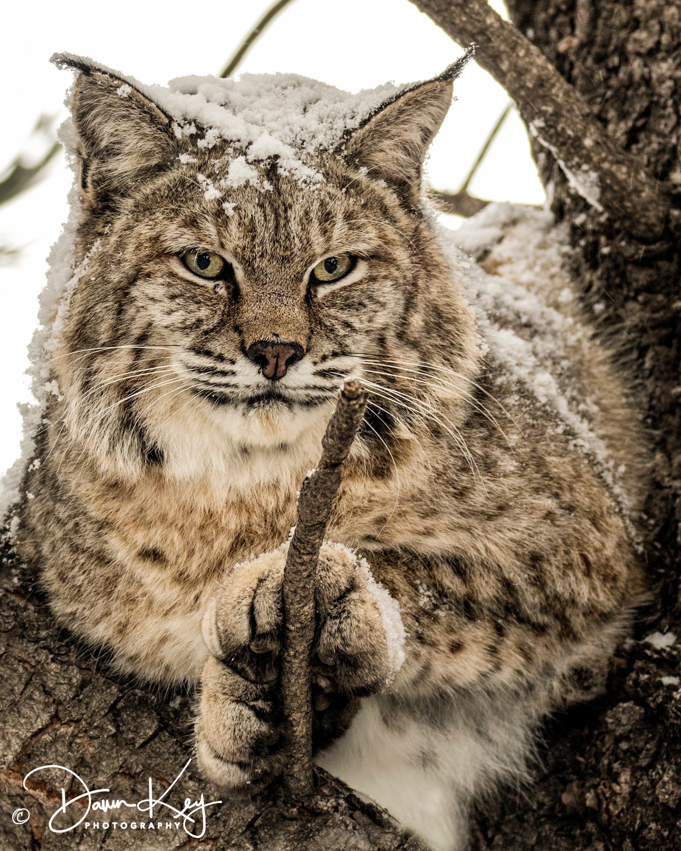 Bobcat in Snow - Etsy