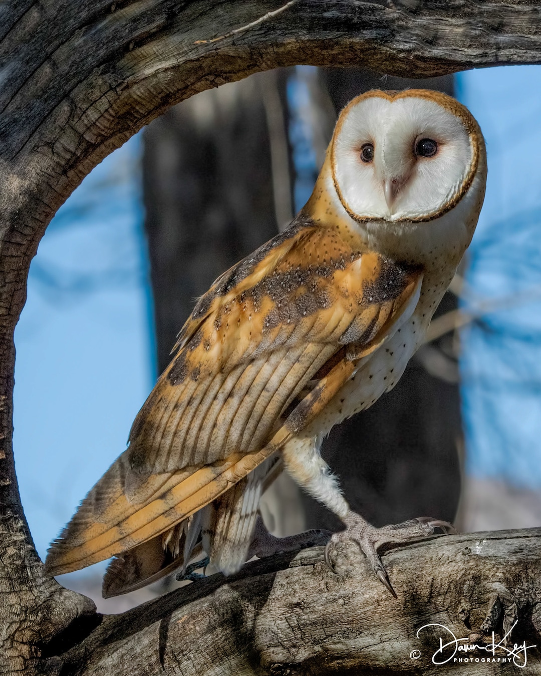 Barn Owl Perched - Etsy