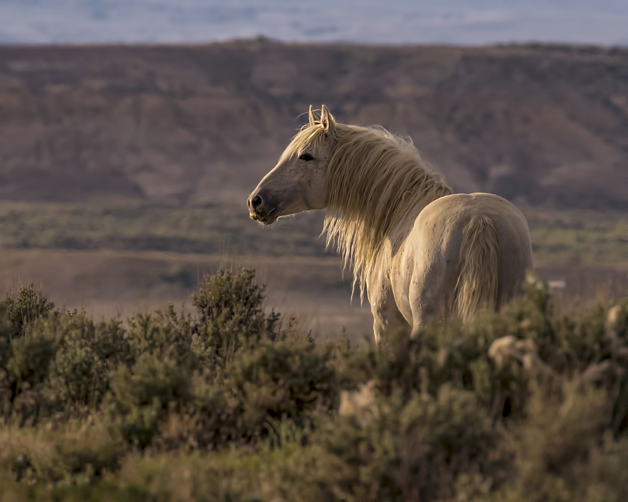 Mustang at Sunset - Etsy