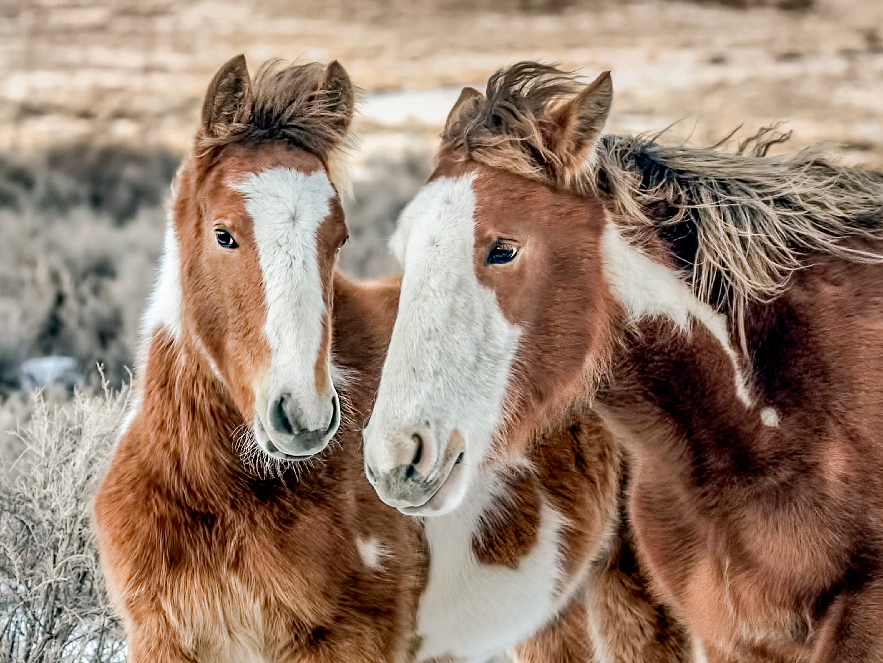 Wooly Winter Mustangs - Etsy